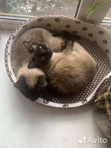 Тайская кошечка