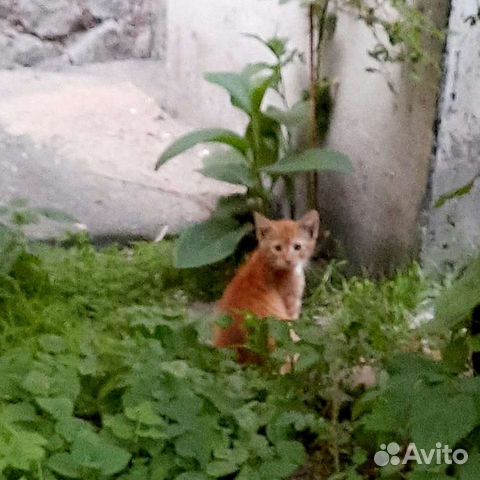 Солнышко в куста