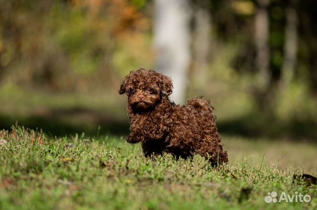 Русская цветная болонка