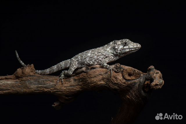 Хамелеолис поркус (Chamaeleolis porcus)