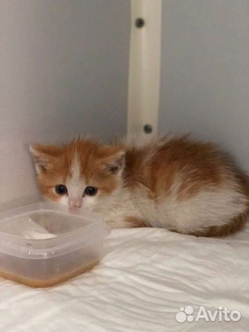 Рыже-белый малыш ищет дом. Котенок