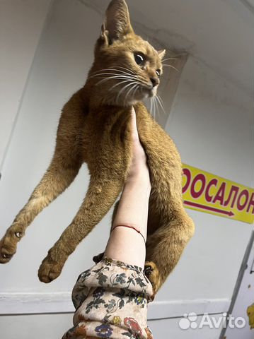 Абиссинская кошка