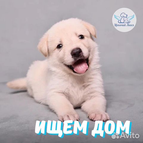 Щенки в добрые руки 1 месяц
