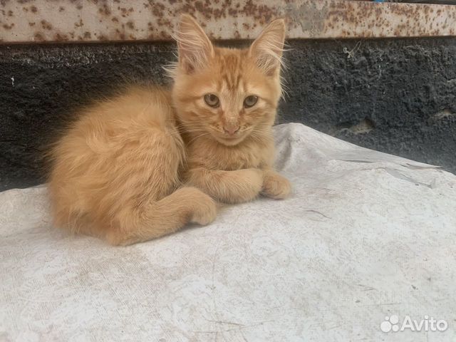 Рыжий котенок