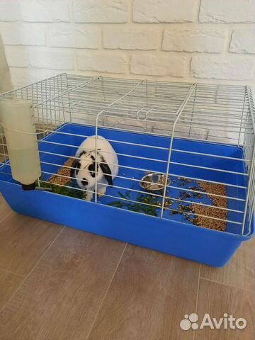 Кролик с клеткой