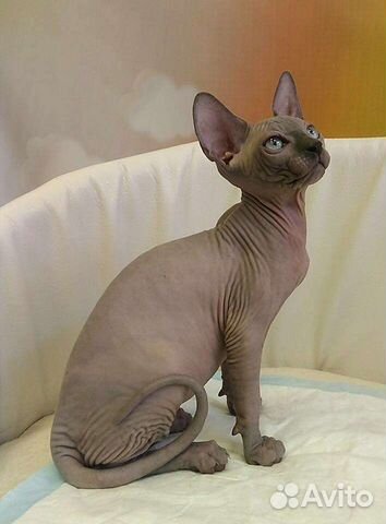 Канадский сфинкс