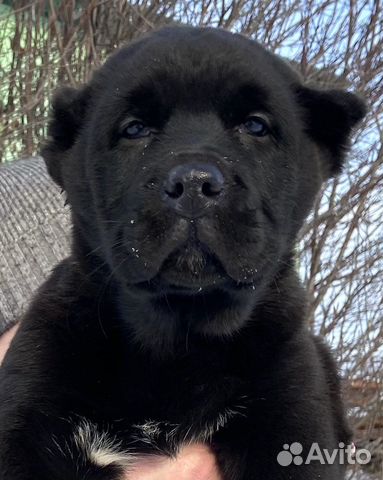 Алабай (сао) черная пантера