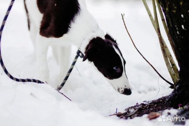 Мальчик русской борзой