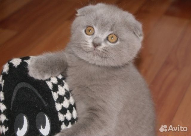 Голубой вислоухий котик