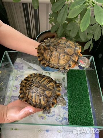 Красноухие черепахи