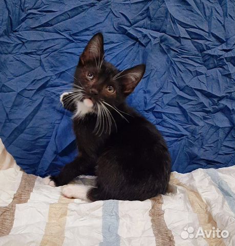 Кузенька ищет дом