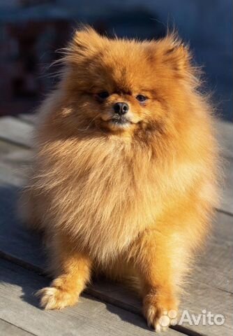 Шпиц вязка рыжий пом