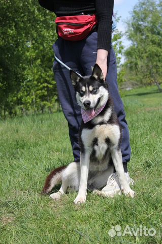 Эсми - маленький метис хаски