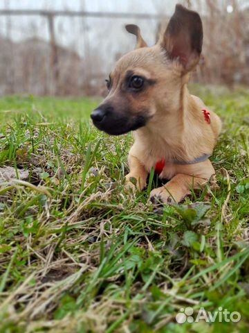 Маленькая собака в добрые руки