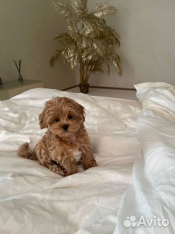 Мальтмпу F1 шикарные малыши