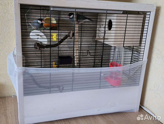 Амадина рисовая (пара)