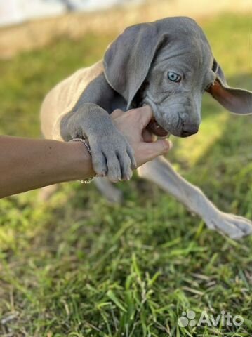 Щенки веймаранера