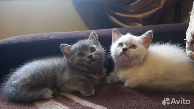 Котята от британской кошечки