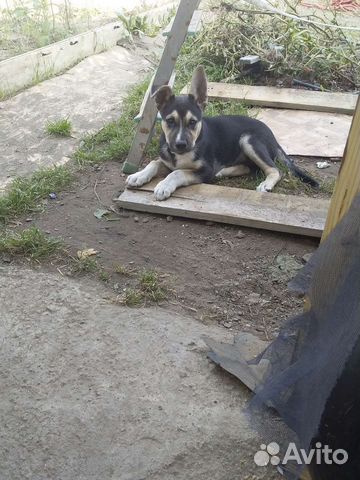 Щенок немецкой овчарки и стаффа