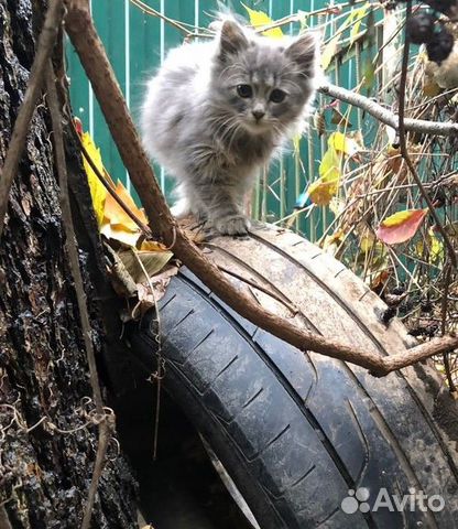 Пушистый голубой котенок надежным людям