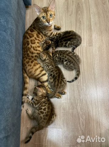 Бенгальские котята