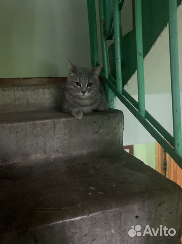 Котик ищет свой теплый дом