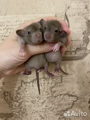 Крысята дамбо шоколад