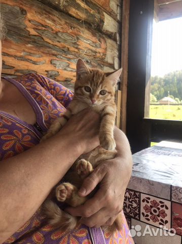Кошечка