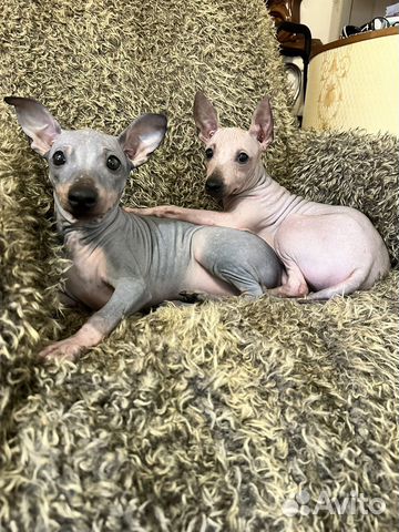 Американский голый терьер