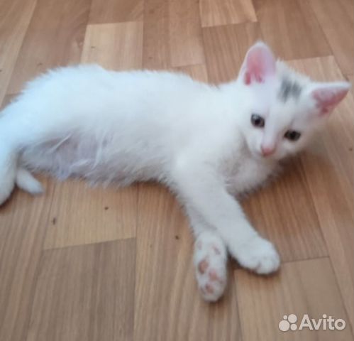 Кошечка Василиса