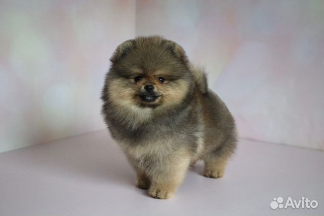 Красотка Рокси Померанский шпиц