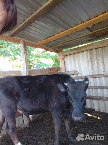 Продаётся бычок 7 месяцев