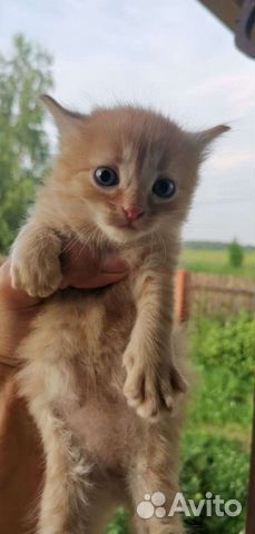 Котята в добрые руки бесплатно
