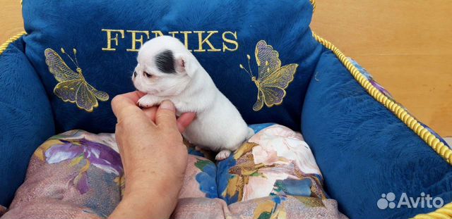 Чихуахуа детки-конфетки