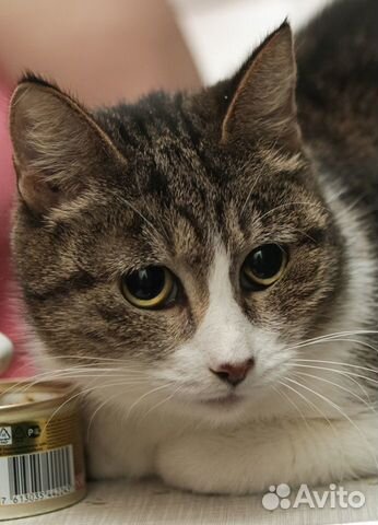 Кошка в дар