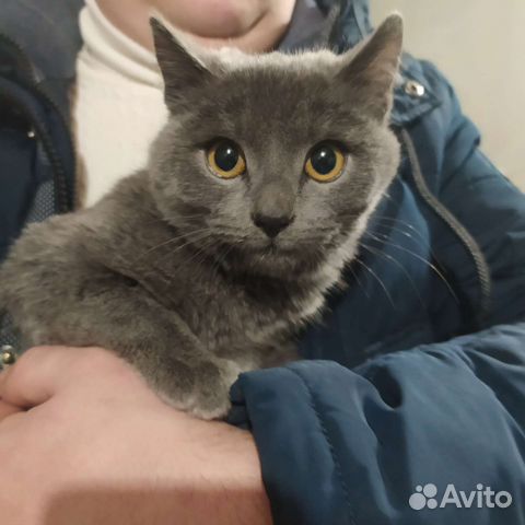 Шатланец