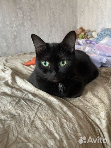 Кошка в добрые руки