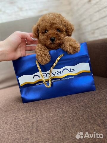 Мальтипу плюшевый мишутка