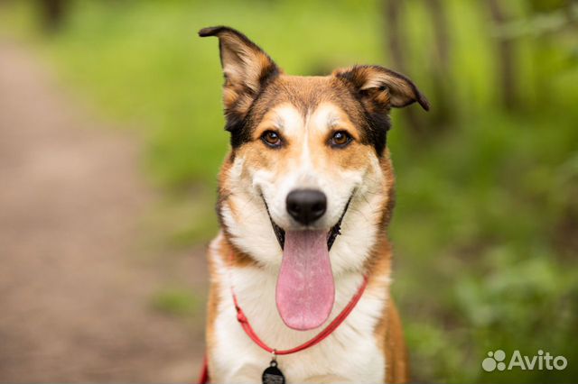 Озорной красавчик Ричи в поисках дома