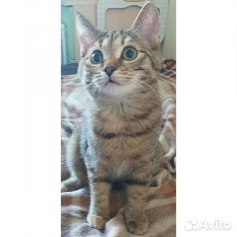 Котенок девочка 3 месяца