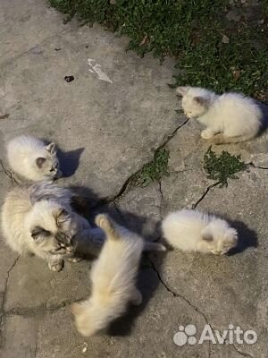 Нежные комочки радости