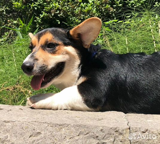 Вельш корги кардиган - щенки коржики