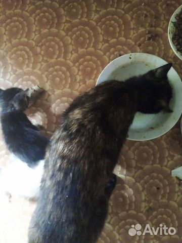 Котята в добрые руки крысовы