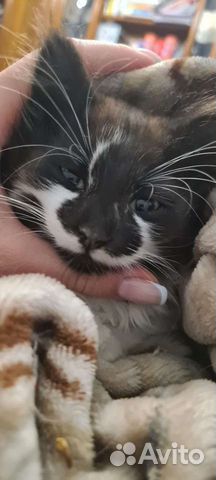 Котёнок похож на мэйнкуна с приданным