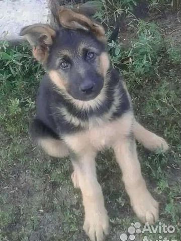 Щенки немецкой овчарки