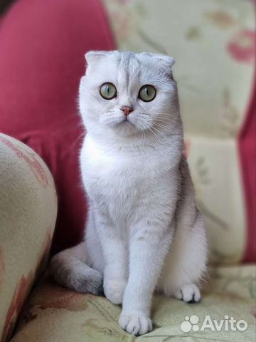 Шотландская милашка