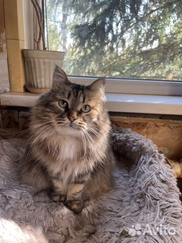 Красотка Кира ищет родителей