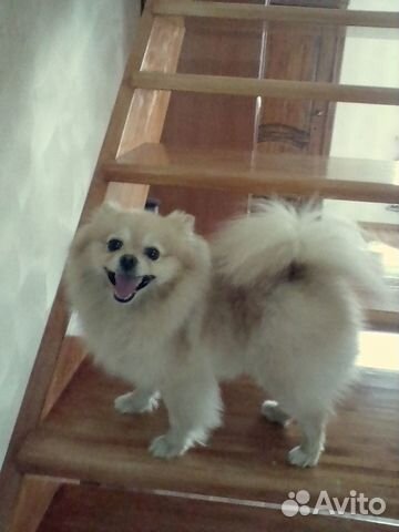 Померанский шпиц вязка