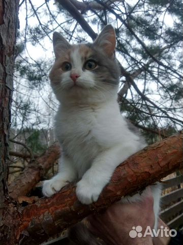 Котёнка бросили на дачах