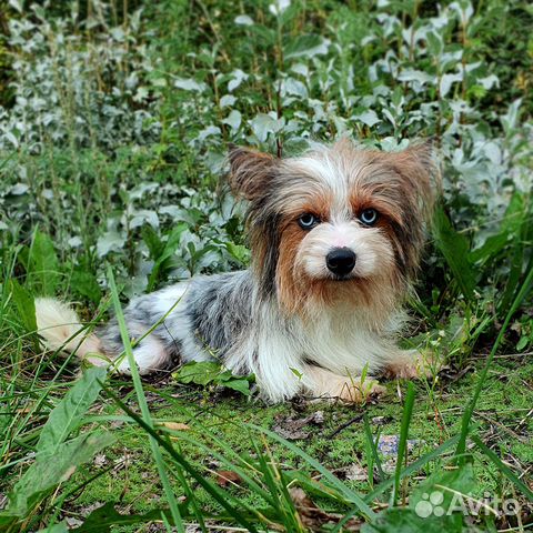 Мраморный йорк